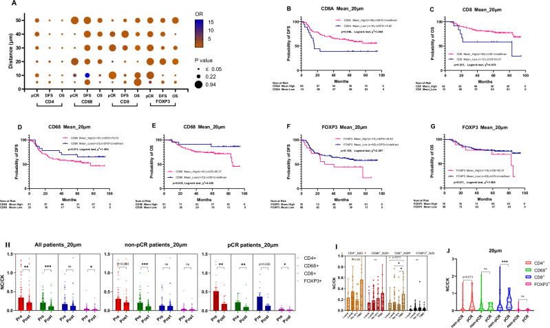 Spatial proximity of CD8+ T cells to tumor cells predicts neoadjuvant therapy efficacy in breast ...