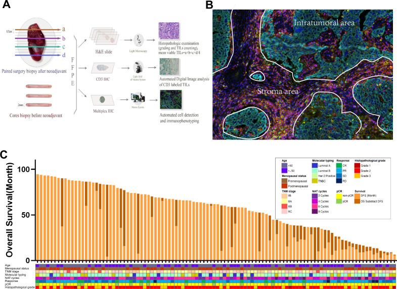 Spatial proximity of CD8+ T cells to tumor cells predicts neoadjuvant therapy efficacy in breast ...