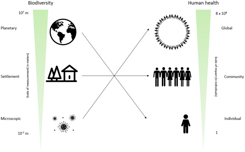 What evidence exists regarding the impact of biodiversity on human ...