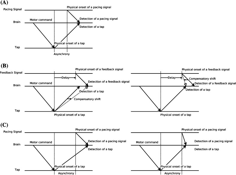 Auditory dominance in motor-sensory temporal recalibration - PMC