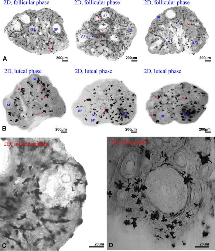 Three-dimensional and two-dimensional relationships of gangliogenesis with folliculogenesis in ...