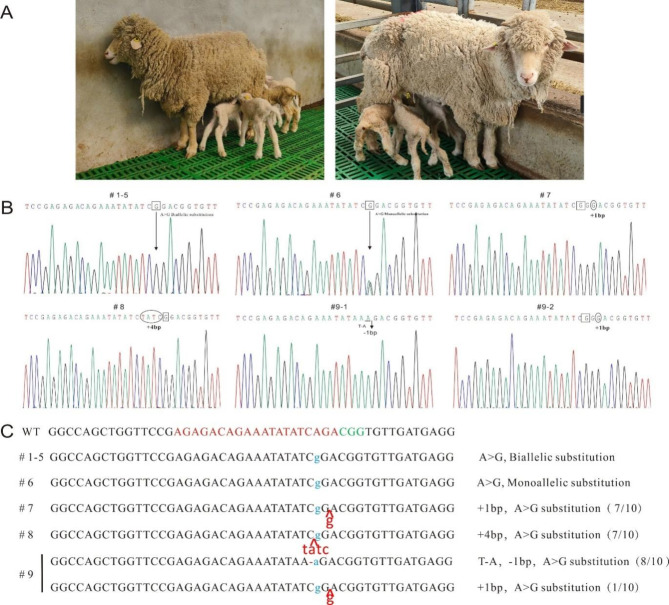 Generation and propagation of high fecundity gene edited fine wool sheep by CRISPR/Cas9 - PMC