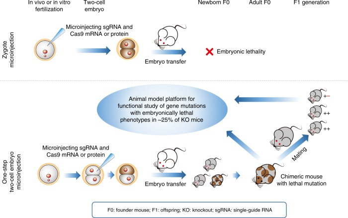 Generating viable mice with heritable embryonically lethal mutations using the CRISPR-Cas9 ...