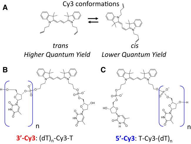 Protein Environment and DNA Orientation Affect Protein-Induced Cy3 ...