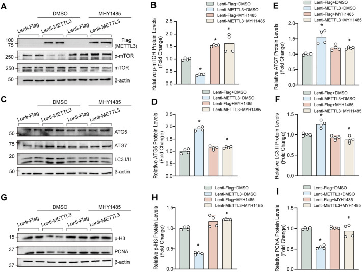 The roles of METTL3 on autophagy and proliferation of vascular smooth muscle cells are mediated ...