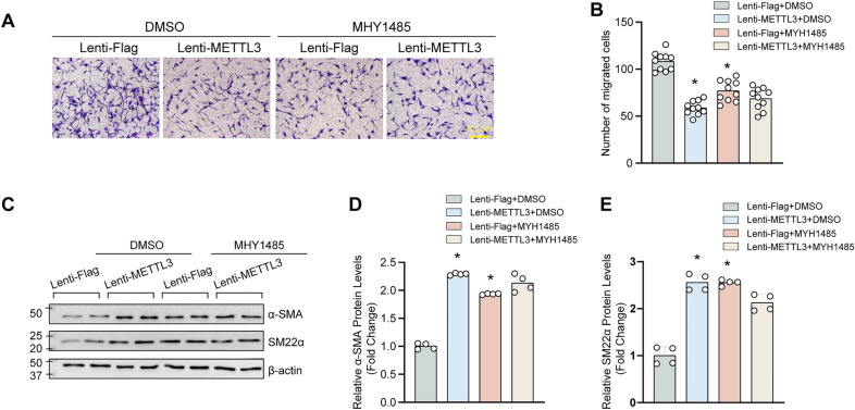 The roles of METTL3 on autophagy and proliferation of vascular smooth muscle cells are mediated ...