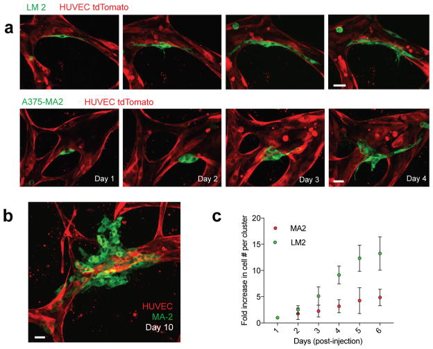 On-chip human microvasculature assay for visualization and quantitation of tumor cell ...
