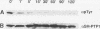1832