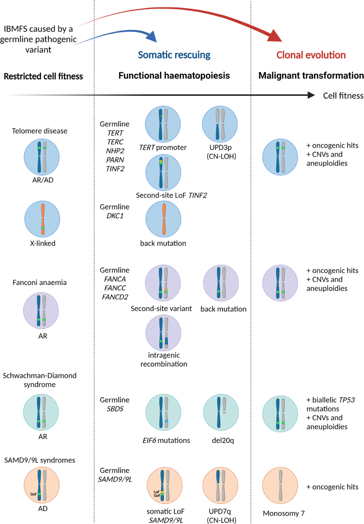 Somatic mosaicism in inherited bone marrow failure syndromes - PMC