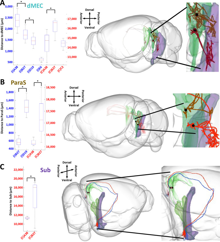 Unsupervised classification of brain-wide axons reveals neuronal projection blueprint - PMC