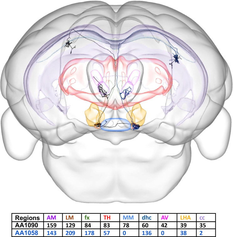 Unsupervised classification of brain-wide axons reveals neuronal projection blueprint - PMC