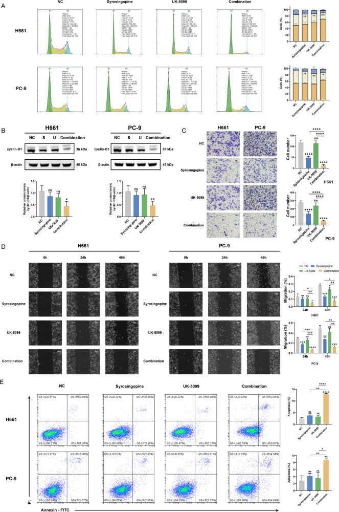 Syrosingopine and UK5099 synergistically suppress non-small cell lung ...
