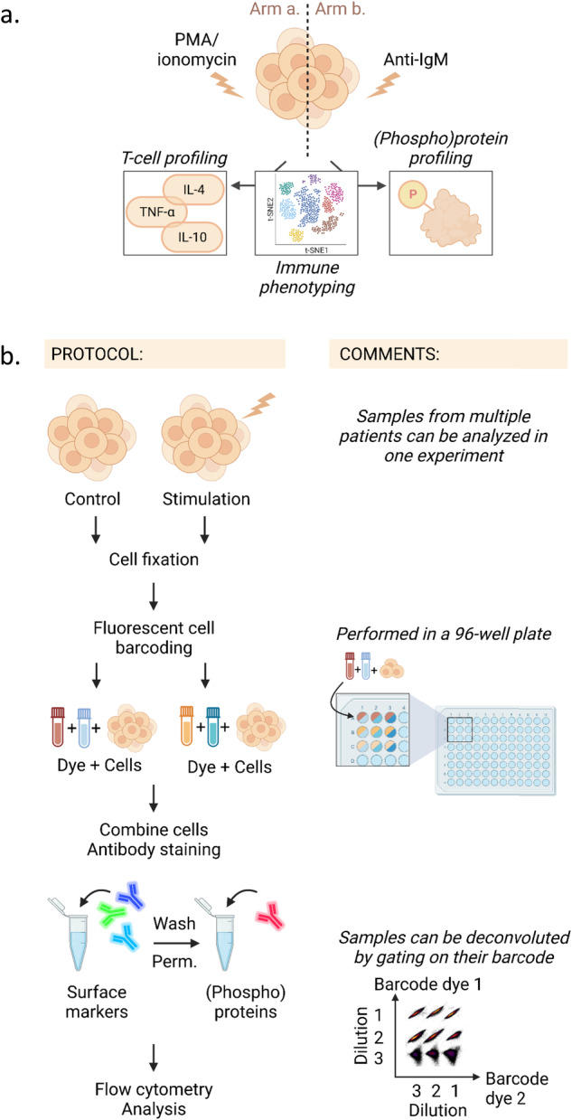 Immunophenotyping with (phospho)protein profiling and fluorescent cell barcoding for single-cell ...