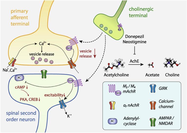 Molecular, Cellular and Circuit Basis of Cholinergic Modulation of Pain - PMC