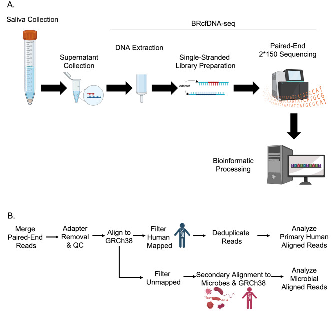 Multi-faceted attributes of salivary cell-free DNA as liquid biopsy ...