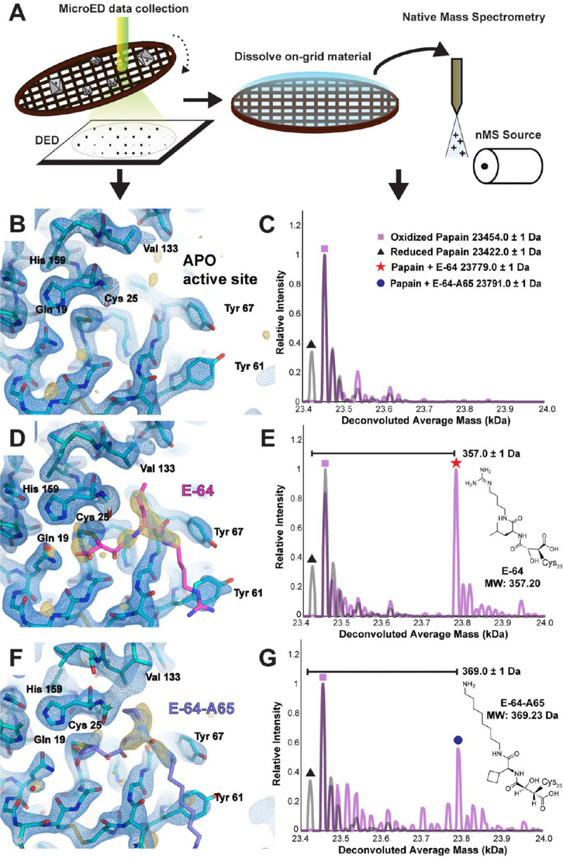 Combining MicroED and native mass spectrometry for structural discovery of enzyme-biosynthetic ...