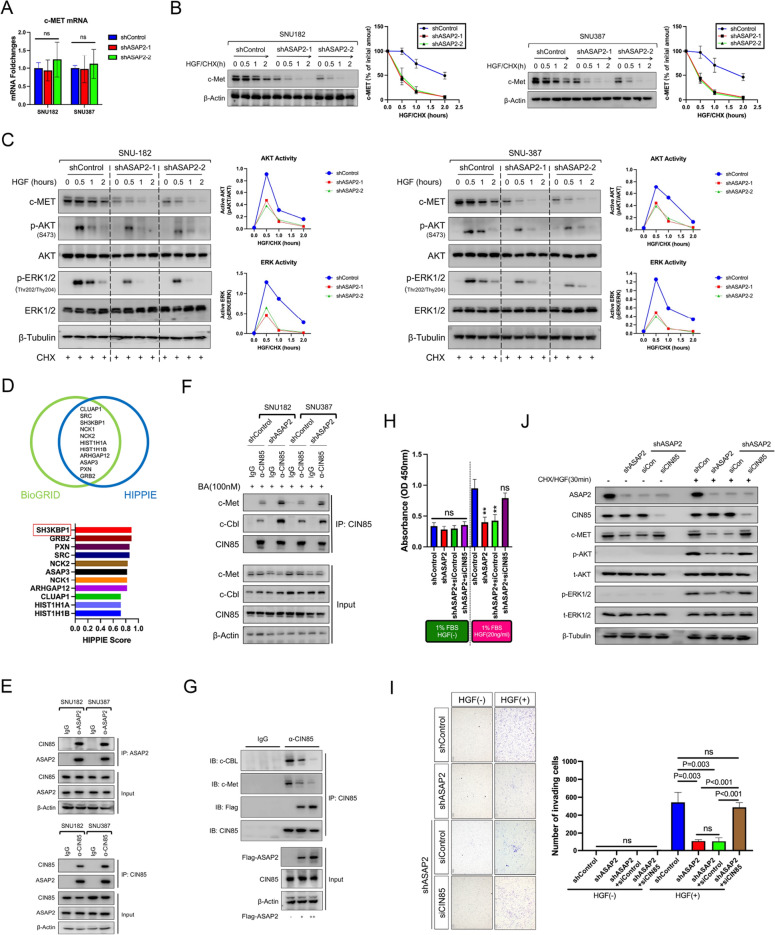 ASAP2 interrupts c-MET-CIN85 interaction to sustain HGF/c-MET-induced malignant potentials in ...
