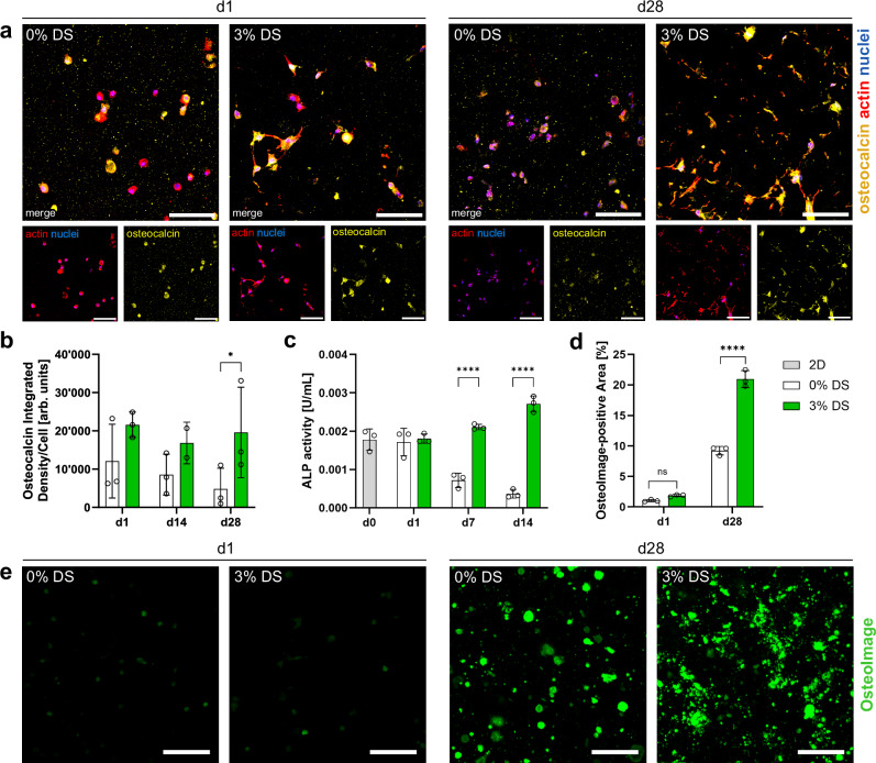 Cell-guiding microporous hydrogels by photopolymerization-induced phase separation - PMC