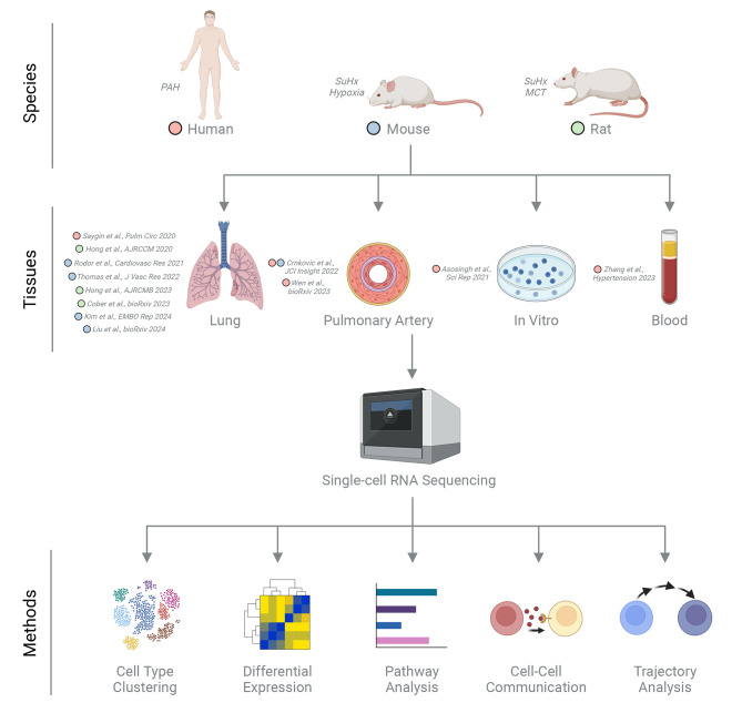 Charting the cellular landscape of pulmonary arterial hypertension through single-cell omics - PMC