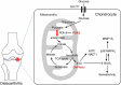 Increased oxidative phosphorylation through pyruvate dehydrogenase ...
