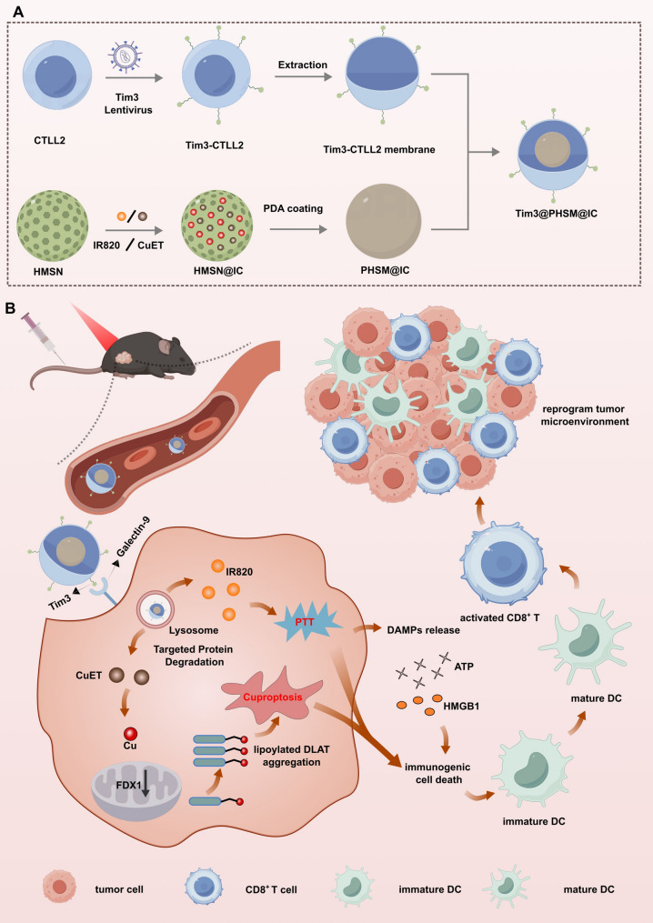 Genetically engineered T cell membrane-camouflaged nanoparticles triggered cuproptosis for ...