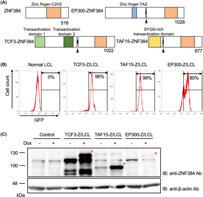 RGS1 and CREB5 are direct and common transcriptional targets of ZNF384‐fusion proteins - PMC