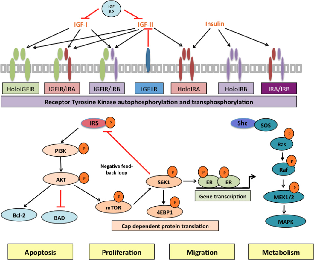 Targeting insulin and insulin-like growth factor signaling in breast cancer - PMC