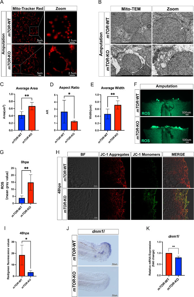 mTOR mutation disrupts larval zebrafish tail fin regeneration via regulating proliferation of ...