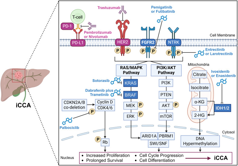 Recent progress in emerging molecular targeted therapies for intrahepatic cholangiocarcinoma - PMC