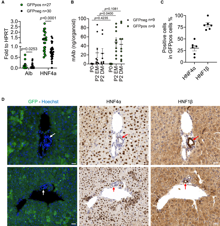 Identification Of Hepatocyte Primed Cholangiocytes In The Homeostatic Liver By In Vivo