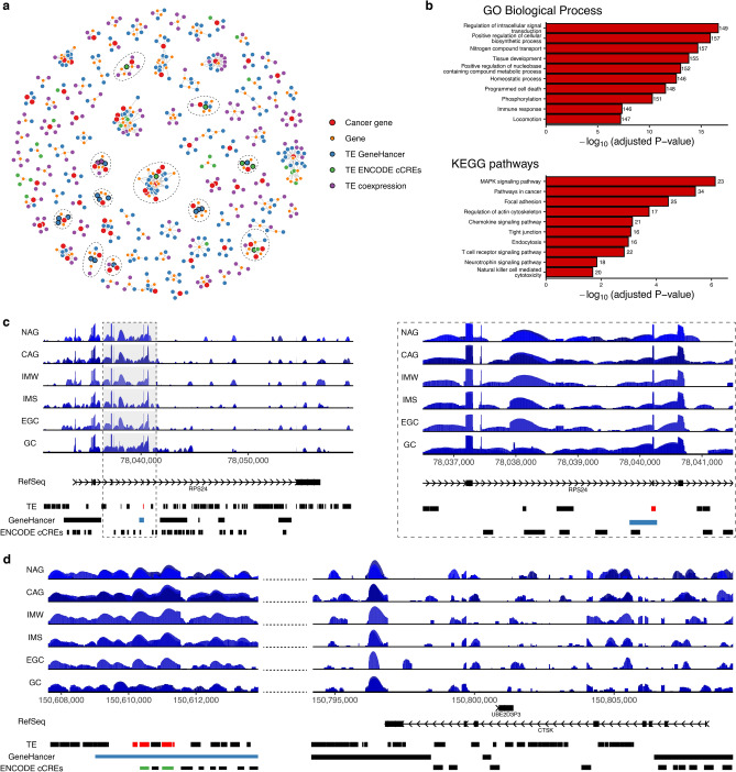 The spatial and cellular portrait of transposable element expression during gastric cancer - PMC