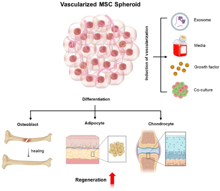Mesenchymal Stem Cell Spheroids: A Promising Tool for Vascularized Tissue Regeneration - PMC