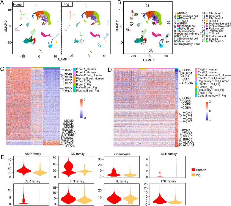 Cross-species single-cell transcriptomic analysis of animal gastric ...