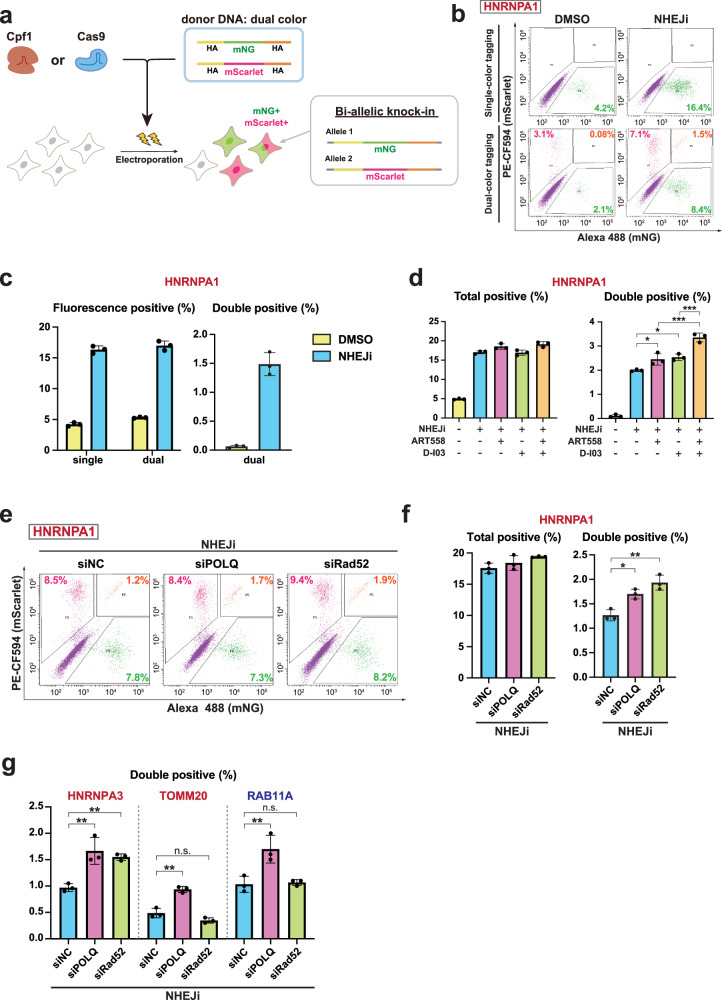 Comparative analysis of multiple DNA double-strand break repair pathways in CRISPR-mediated ...