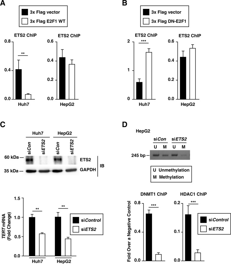 The Tert Promoter Snp Rs2853669 Decreases E2f1 Transcription Factor