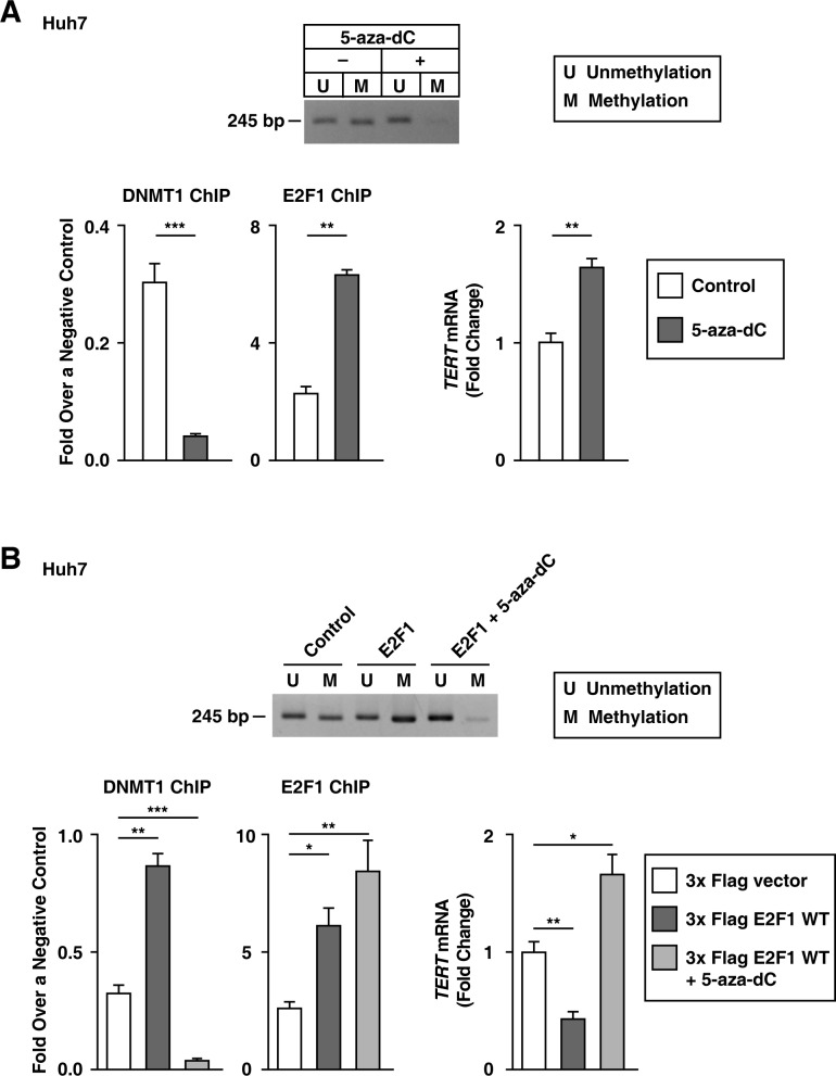 The Tert Promoter Snp Rs2853669 Decreases E2f1 Transcription Factor