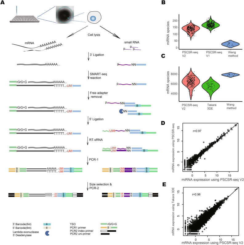 Integrated analysis of miRNAs and mRNAs in thousands of single cells - PMC