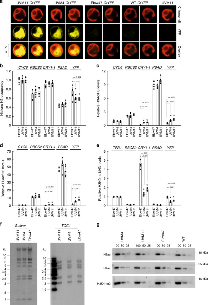 An epigenetic gene silencing pathway selectively acting on transgenic ...