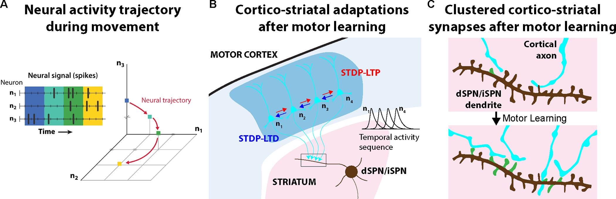 CORTICO-BASAL GANGLIA PLASTICITY IN MOTOR LEARNING - PMC