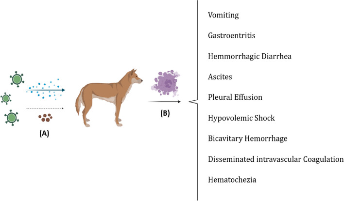 Canine circovirus: an emerging virus of dogs and wild canids - PMC