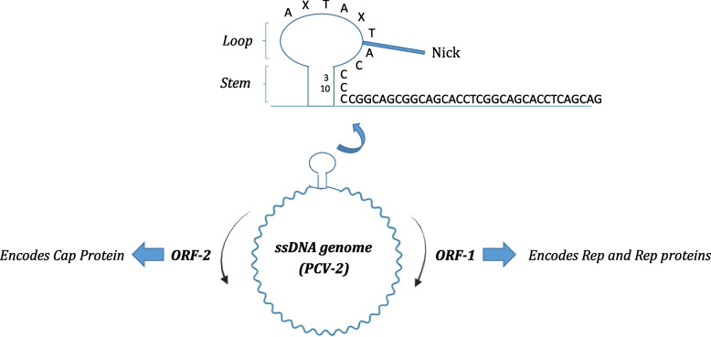 Canine circovirus: an emerging virus of dogs and wild canids - PMC