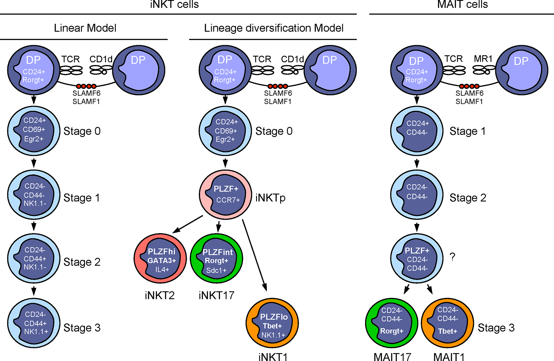 Current insights in mouse iNKT and MAIT cell development using single cell transcriptomics data ...