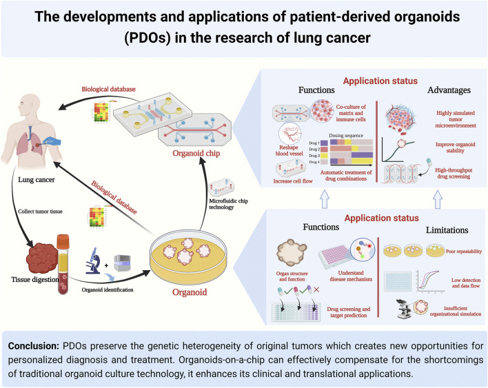 Patient-derived organoids of lung cancer based on organoids-on-a-chip: enhancing clinical and ...