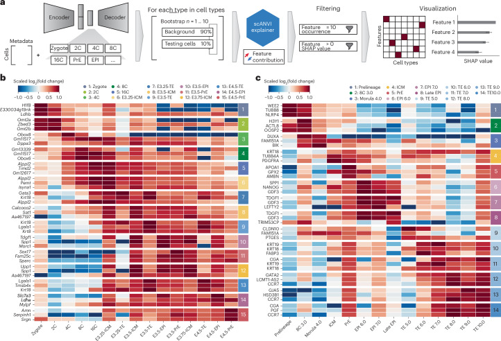 Deep learning-based models for preimplantation mouse and human embryos ...