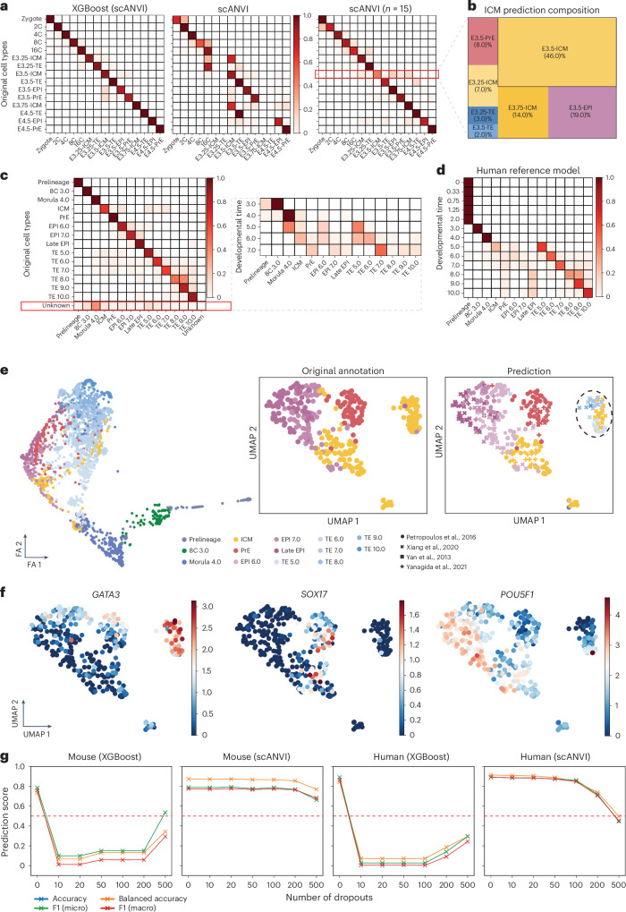 Deep learning-based models for preimplantation mouse and human embryos ...