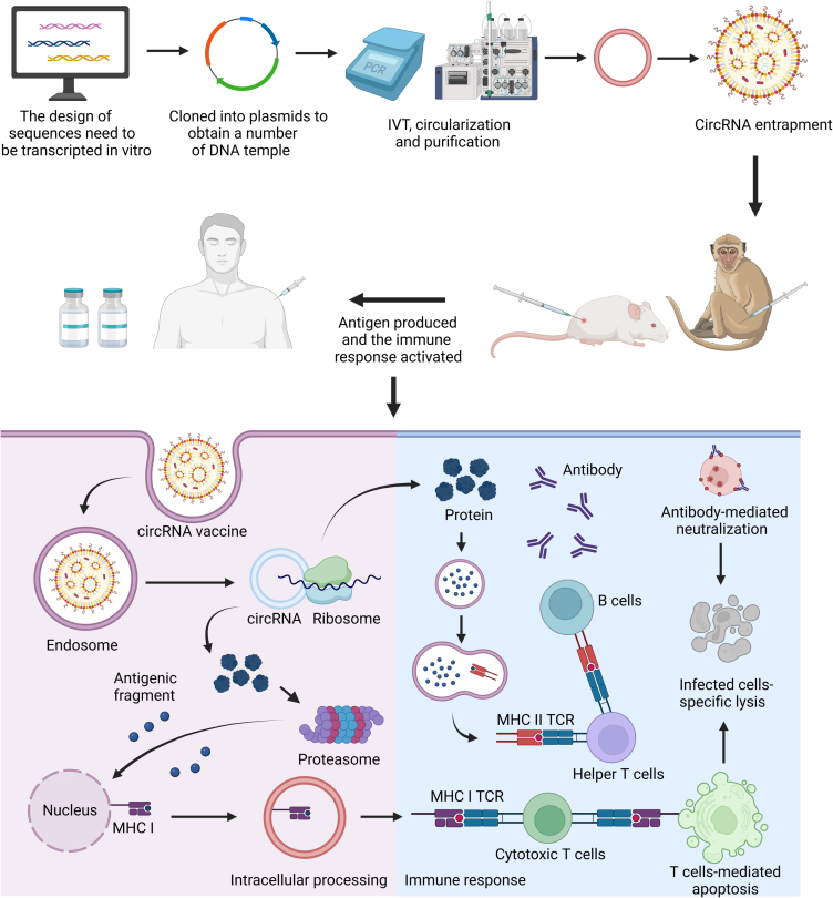 Advancements in clinical RNA therapeutics: Present developments and prospective outlooks - PMC