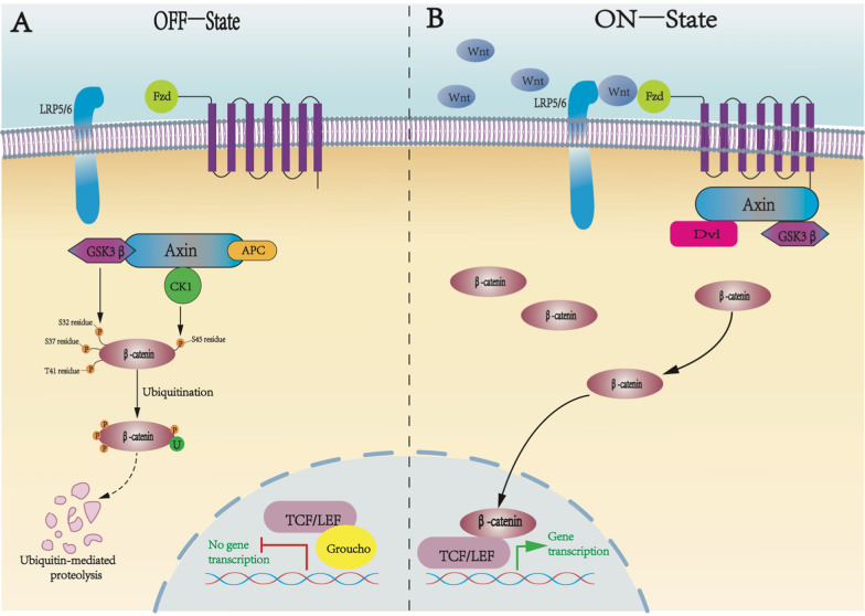 Wnt/β-catenin signaling pathway: proteins' roles in osteoporosis and cancer diseases and the ...