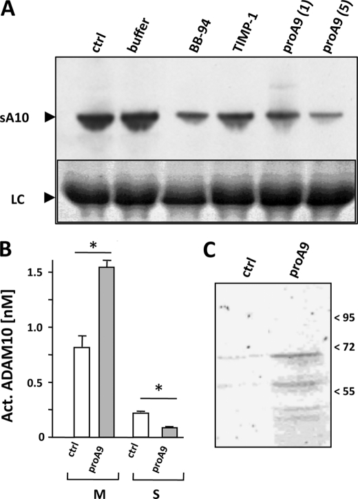 Adam9 Inhibition Increases Membrane Activity Of Adam10 And Controls α