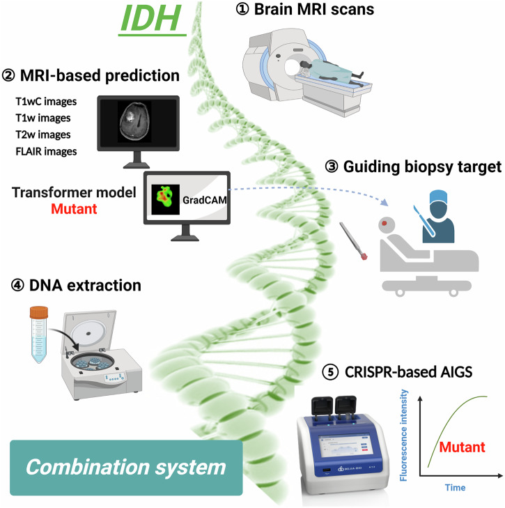 Combination of MRI-based prediction and CRISPR/Cas12a-based detection for IDH genotyping in ...