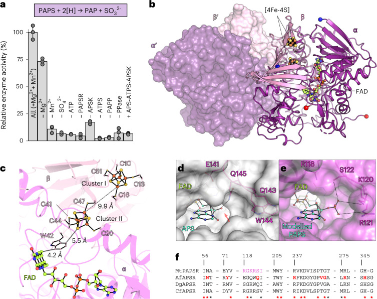 Assimilatory sulfate reduction in the marine methanogen Methanothermococcus thermolithotrophicus ...